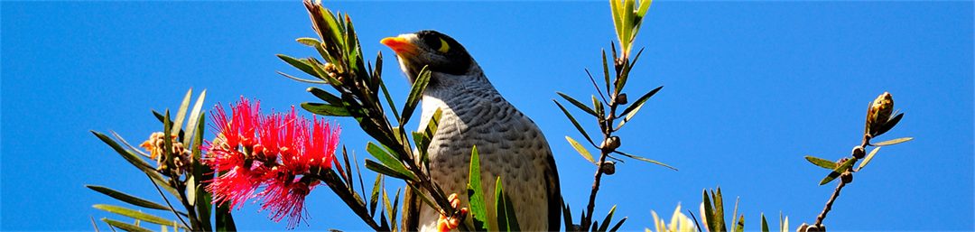 Join the Aussie Bird Count at Your Library | Shoalhaven Libraries